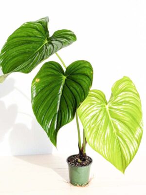 Lg Philodendron Peltatum Plant – Kens Rare Plant Auctions